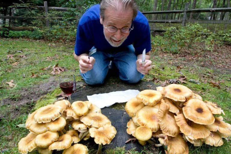 Can You Take Shrooms 2 Days in a Row: Safety Considerations